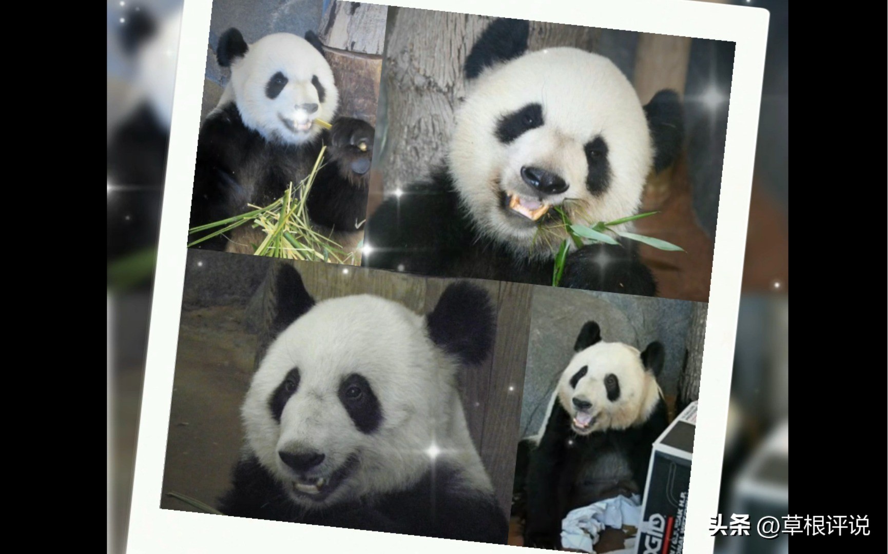 There is some truth in some people comparing panda diplomacy to another ...