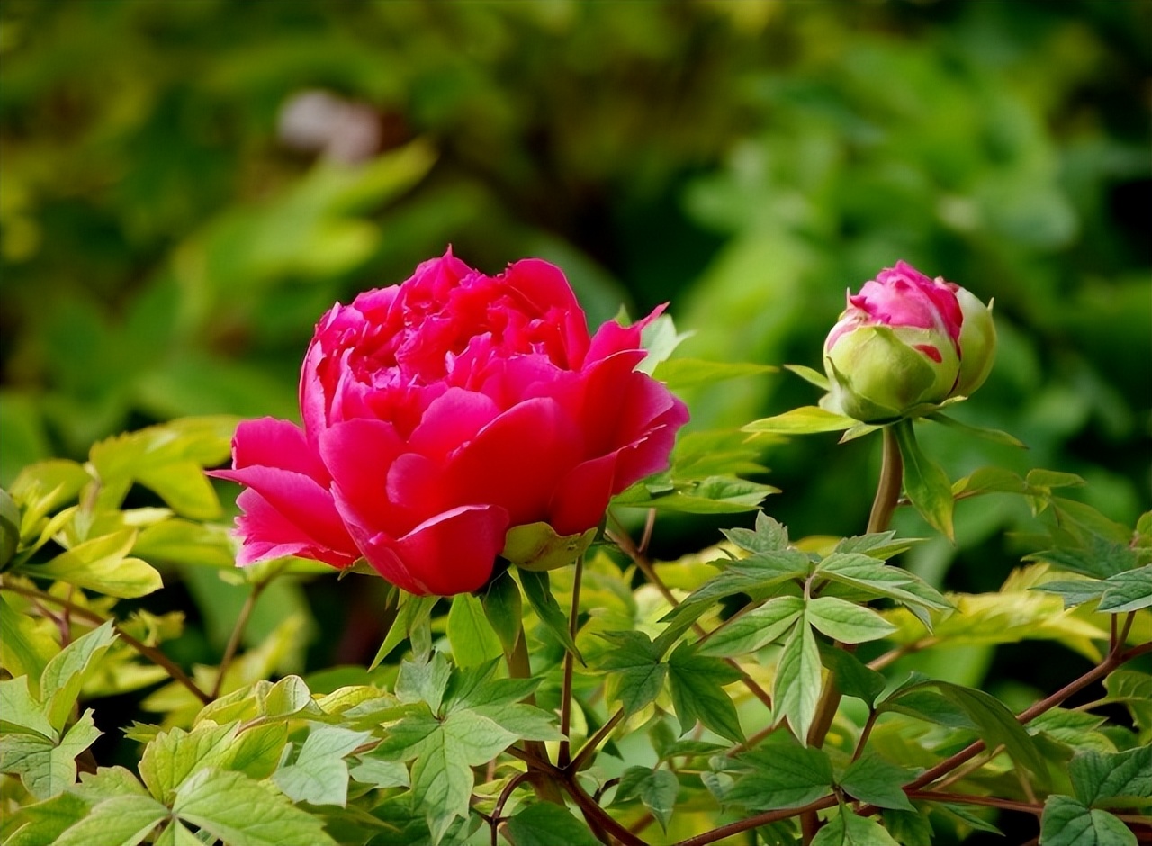 The Millennium Ancient Capital ∥ Peony Flower City, where are the four ...