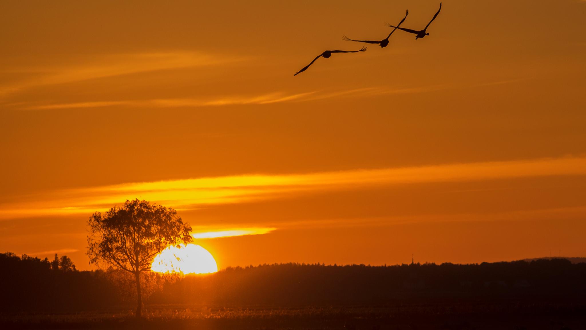 A very backbone poem by a poet in the late Tang Dynasty, euphemistic ...