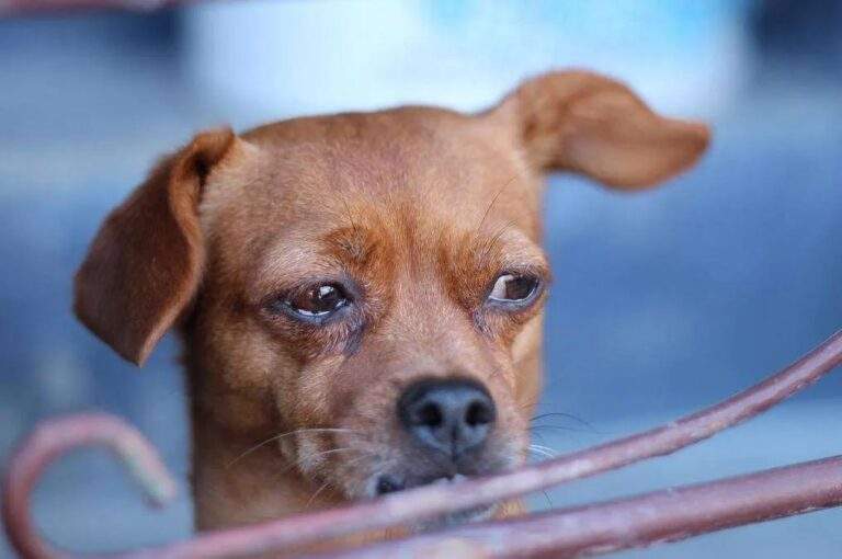 Do dogs cry with joy?Japanese research dog sheds tears when it sees a ...