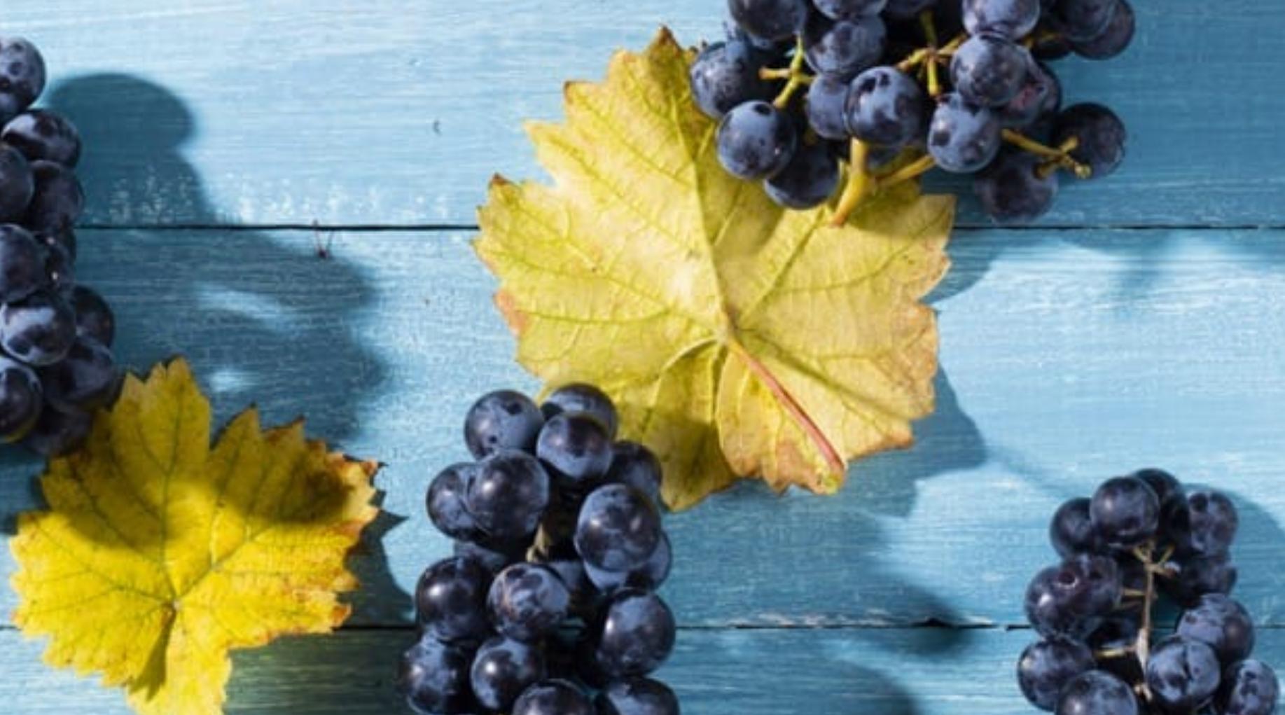 Seven Common Grape Varieties on the Market and Their Edible Ways - iMedia