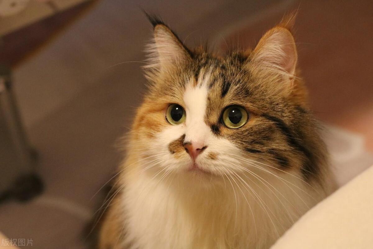 I heard that Sanhuamao is "Liu Yifei" in the cat world, I really think ...