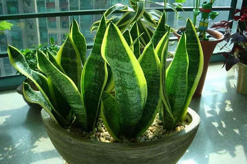 Tiger Pilan is raised in the living room. Even if the water is cut off ...