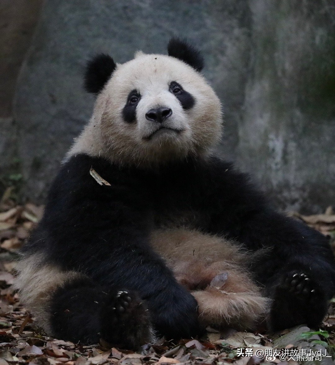 The cute giant panda——Qi Yi, the teletubbies in the panda world, the ...