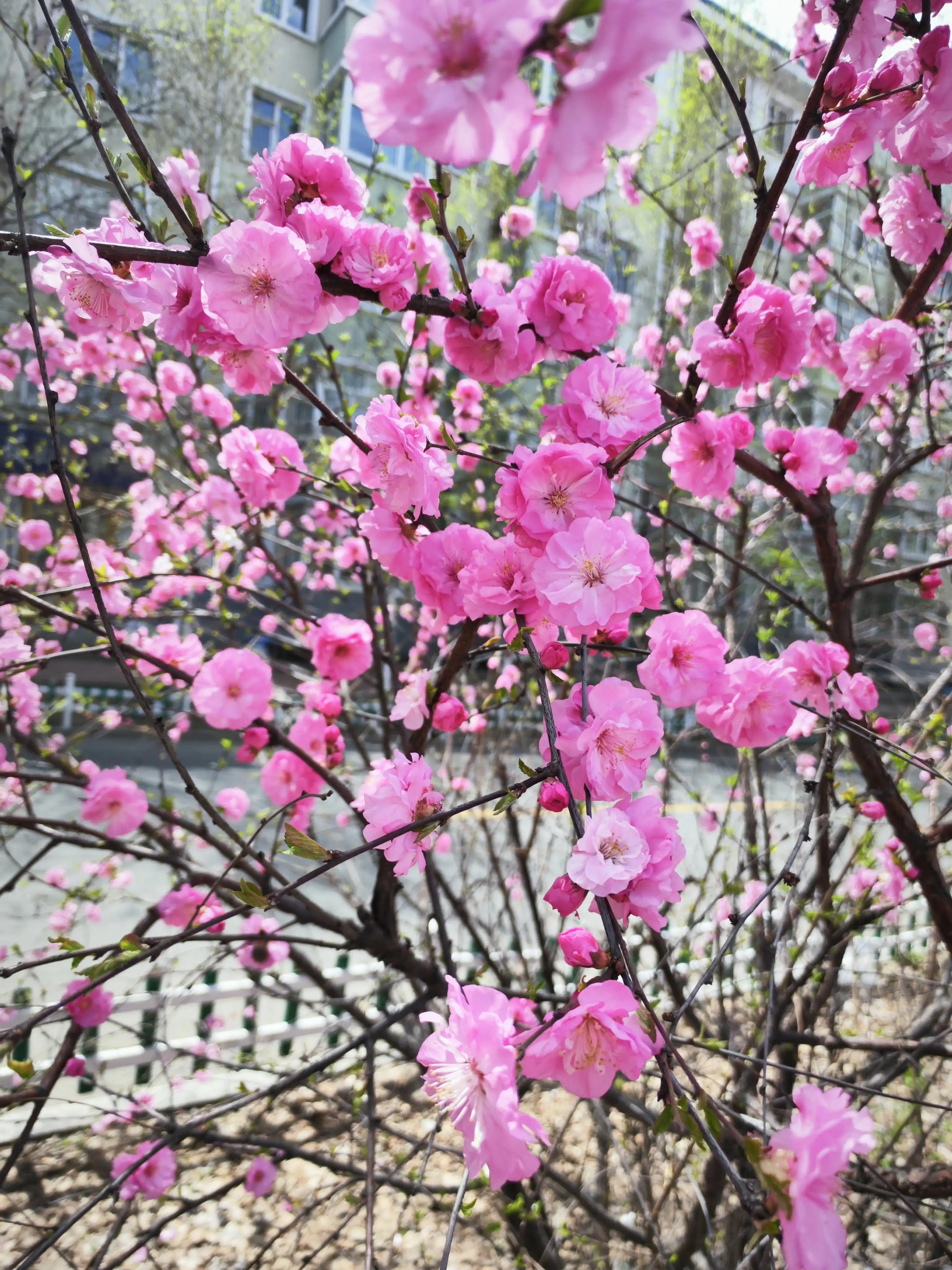 803. "There is no guest in the Spring Lane, and the Bright Moon Comes ...