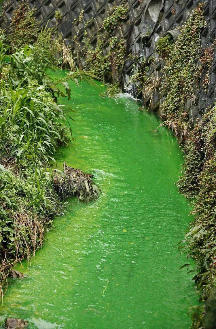 The river water in Japan mutated to fluorescent green overnight! The ...