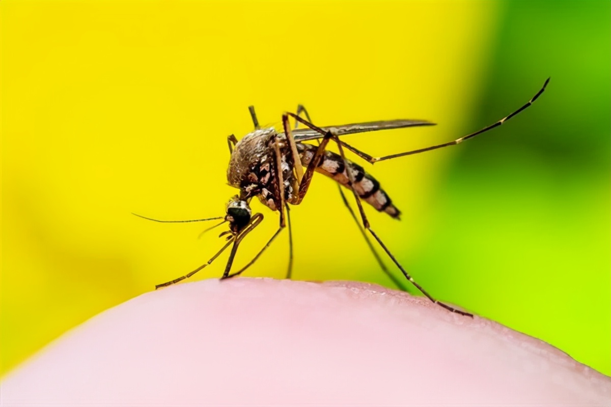 10 short-lived animals - iNEWS