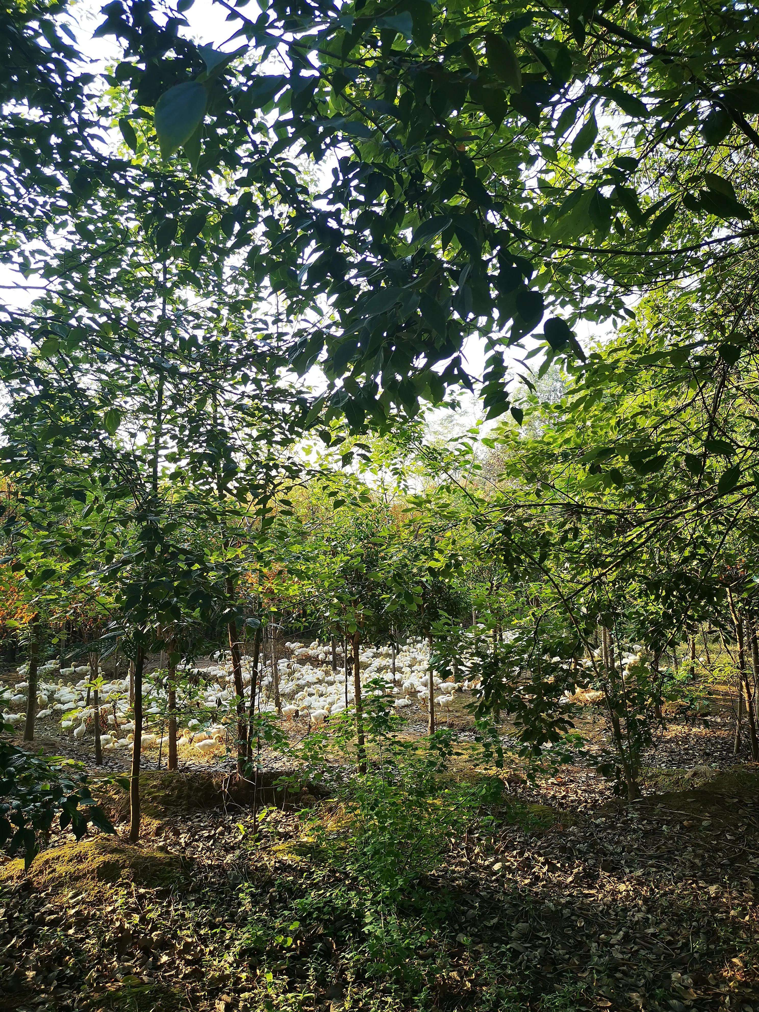 Qingjiang Town - iNEWS