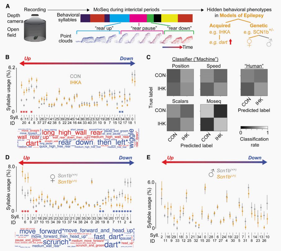 Neuron: Hidden Behavioral Phenotypes in Epilepsy Models - Analysis of ...