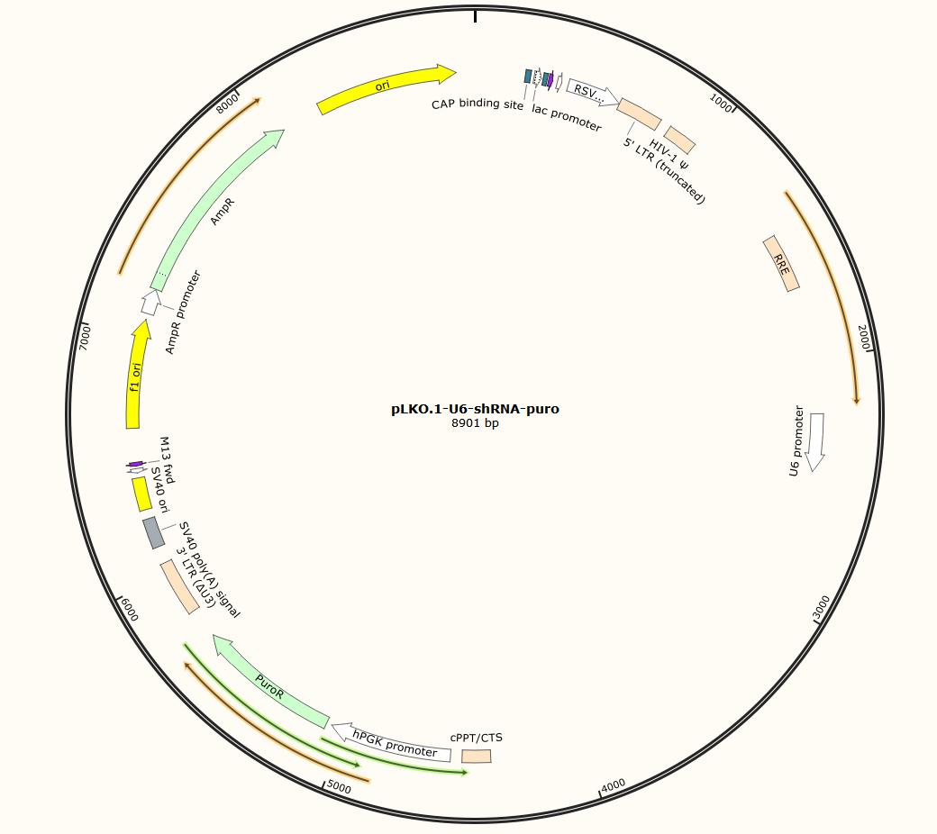 RNA interference-shRNA simple design method - iNEWS