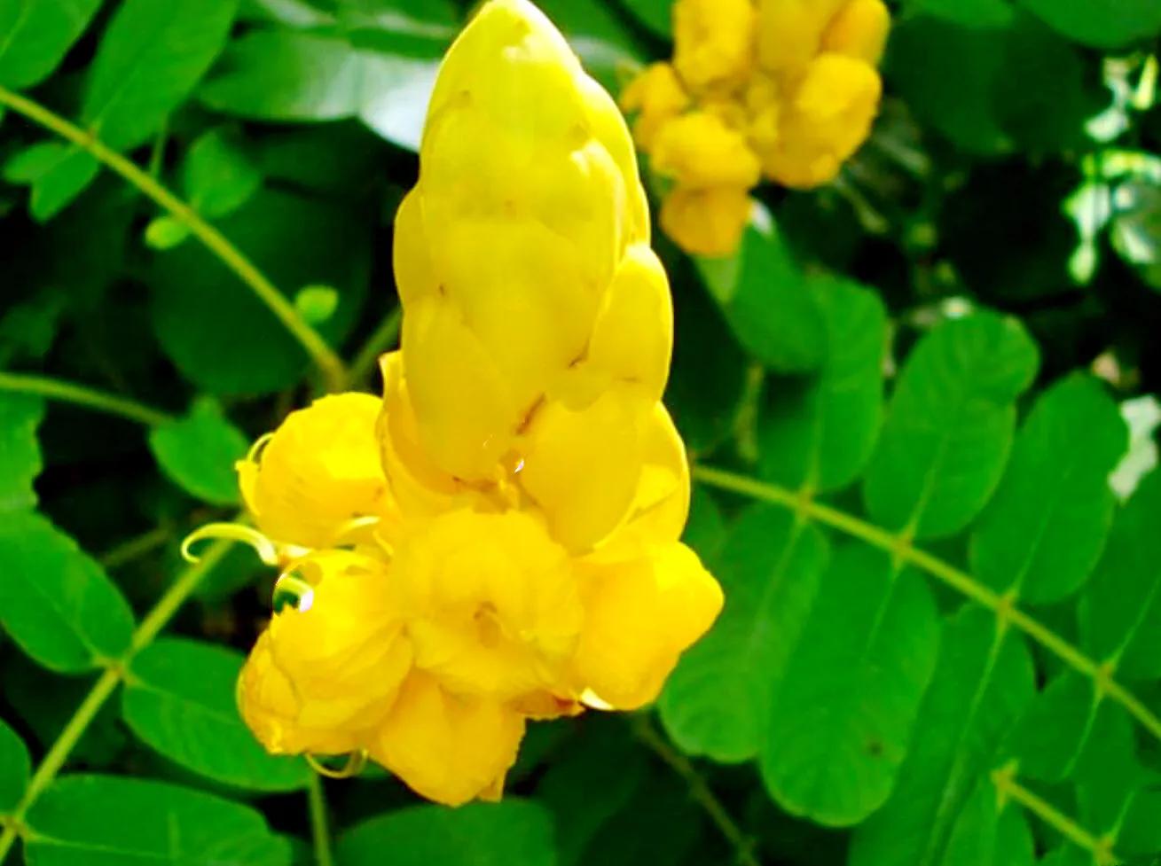Wing pod cassia ~ fluttering and narrow wings want to fly, the flowers ...