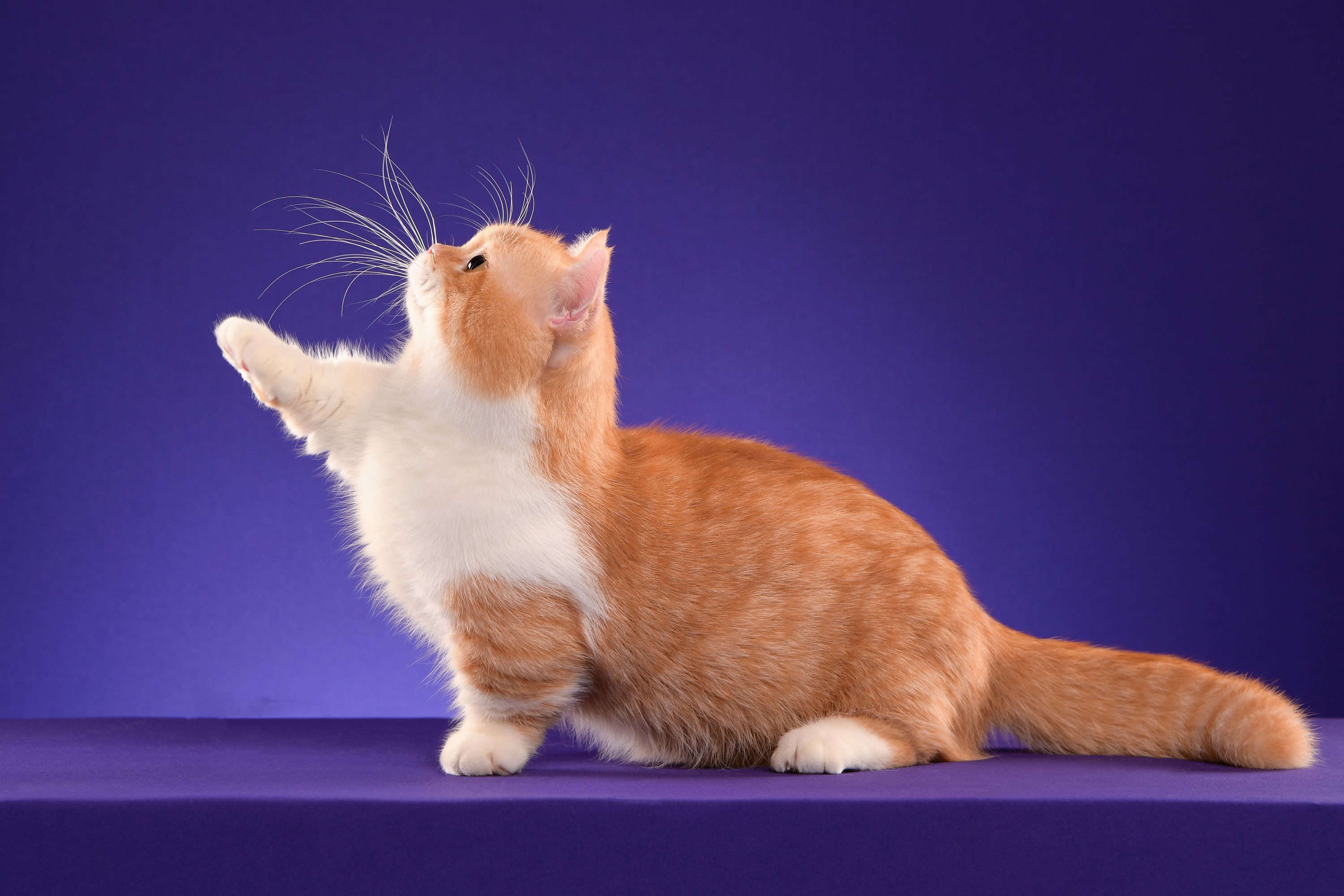 What are the shortcomings of the short-footed cat? Does the short ...