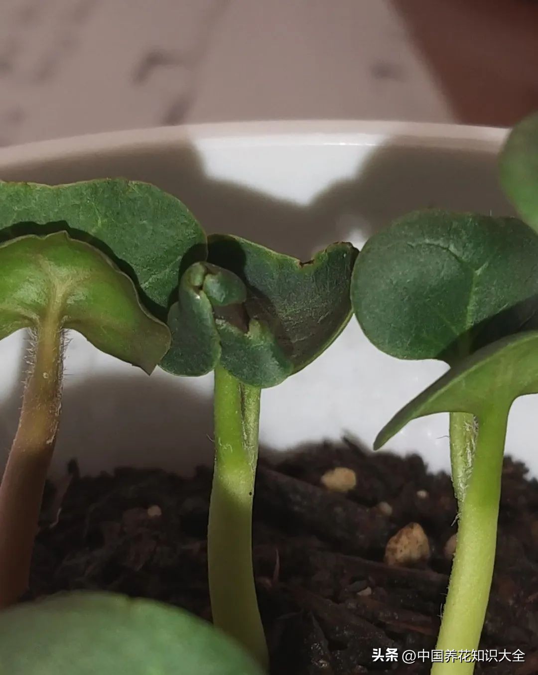 A required course in flower cultivation, you must learn to wipe the ...