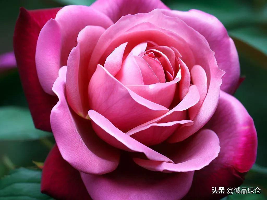 Beauty Liv Rose, a French lady who makes your heart beat - iMedia