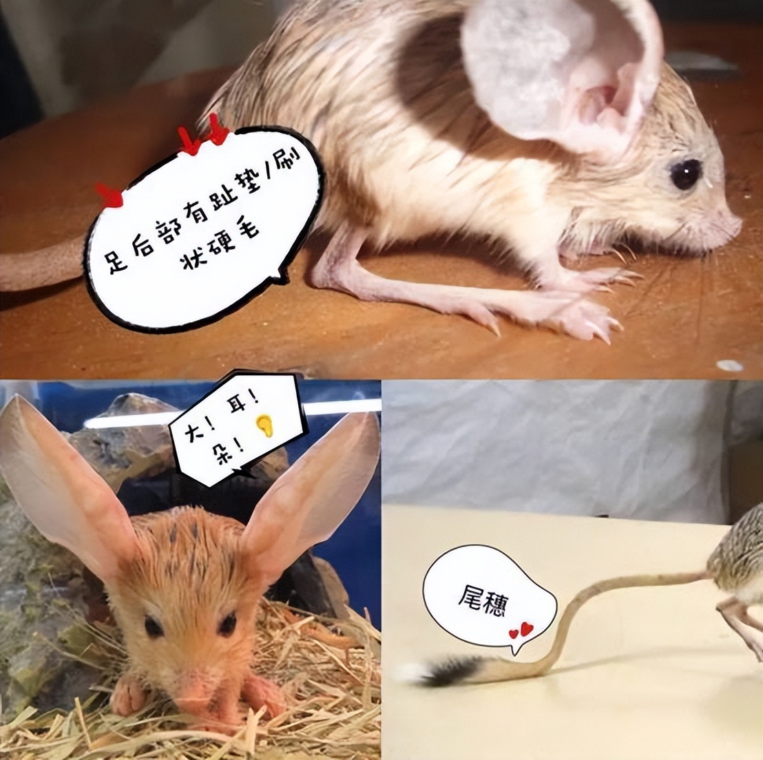 Tourists photographed the desert "elf rat", which is now critically ...