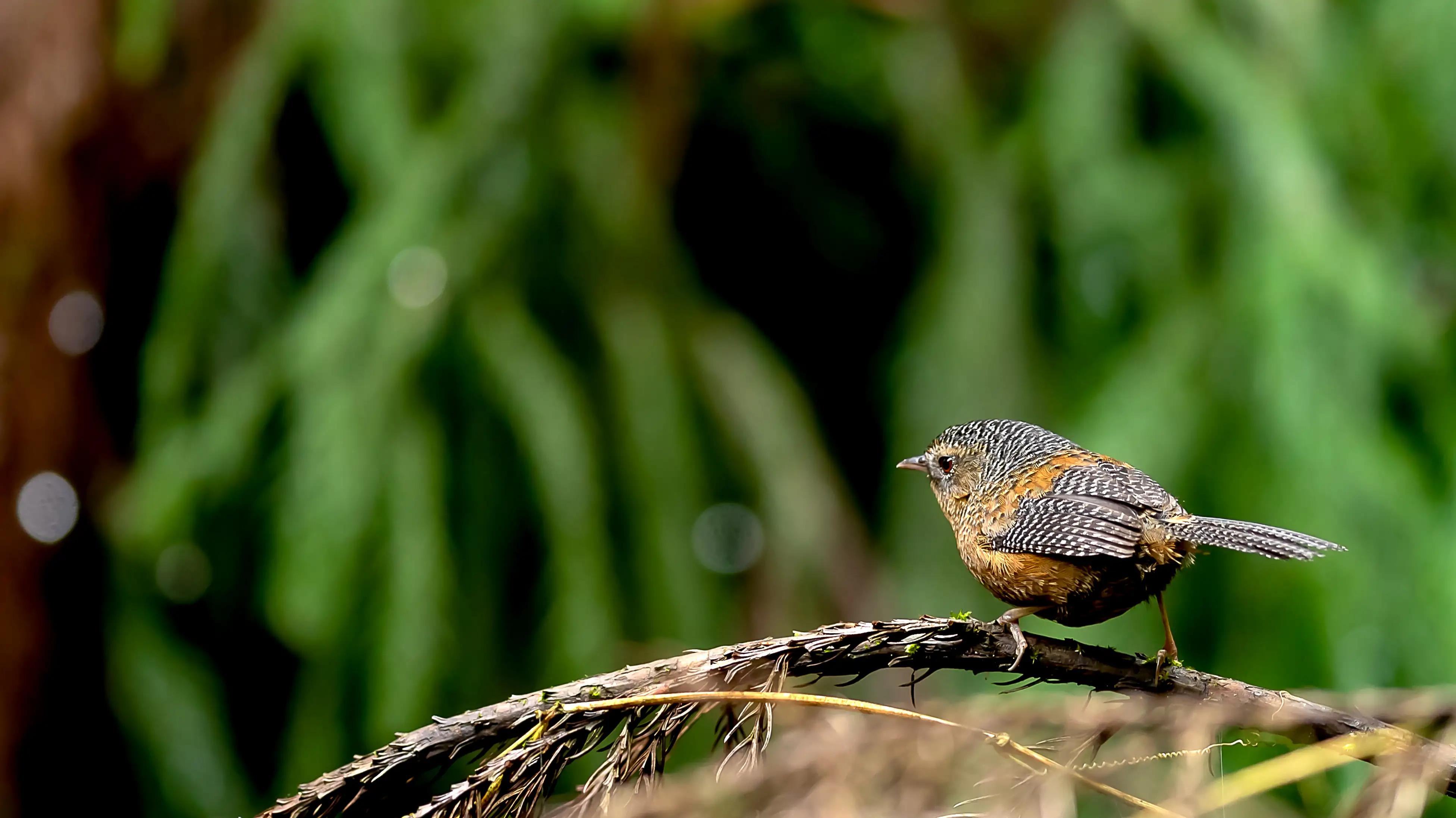 Spotted Wren Babbler 1071 - iNEWS