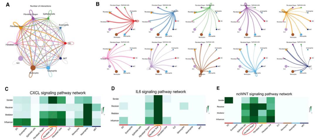 Want to know more about Cell's circle of friends? CellChat to help - iMedia