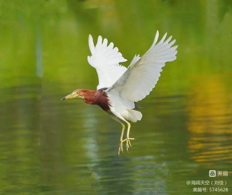 The Beautiful Elf in the Photographer's Lens - Chi Lu - iNEWS