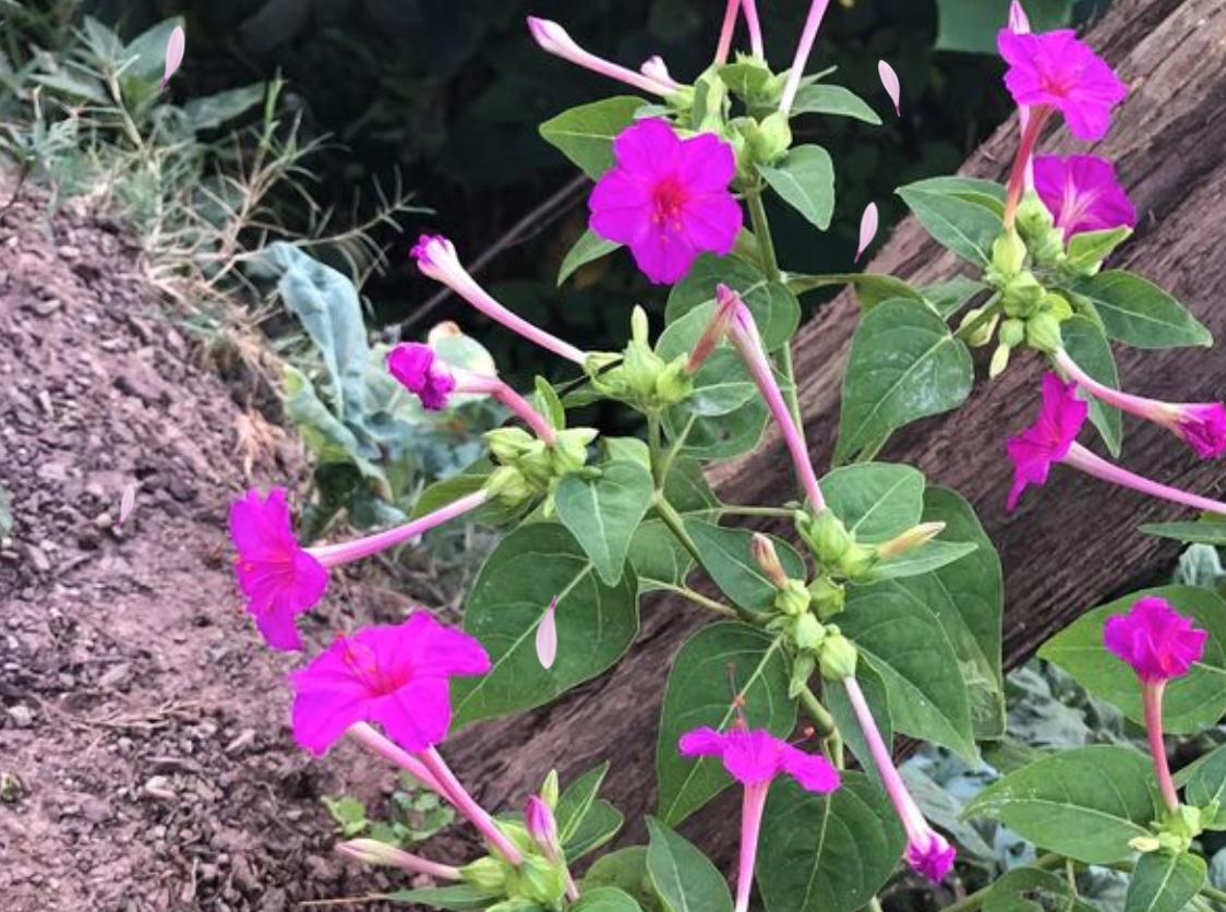 Called "bath flower", it blooms when we take a bath and is now as ...