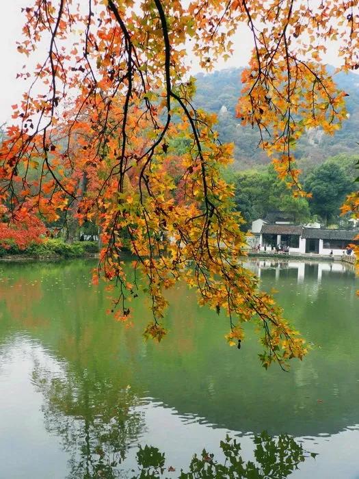 Maple dyed golden autumn (original) - iNEWS