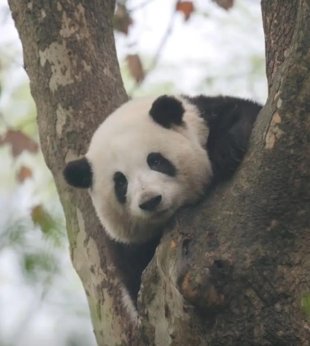 Make a different Huahua~~~ Huahua, the female star in the panda world ...