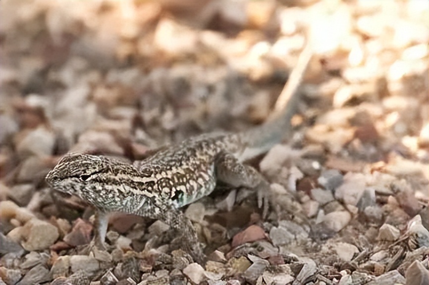 Virgin birth? Scientists discover genetic switch for parthenogenesis ...