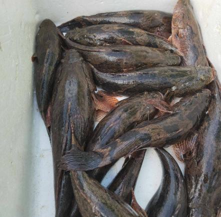 Bamboo shell fish: It is often regarded as a native fish, but it is ...