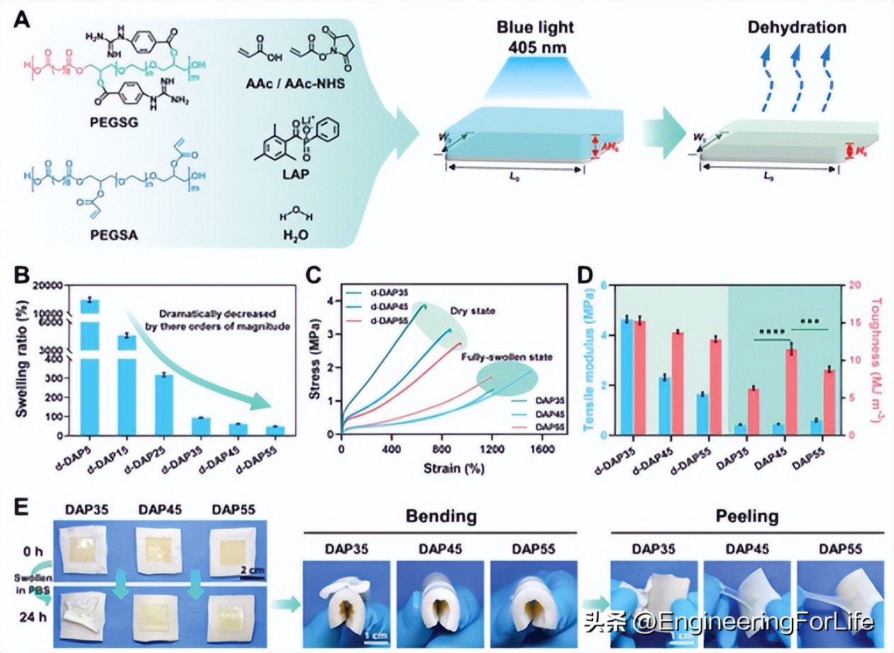 Janus Adhesive Patches! Can achieve biological internal adhesion - iMedia