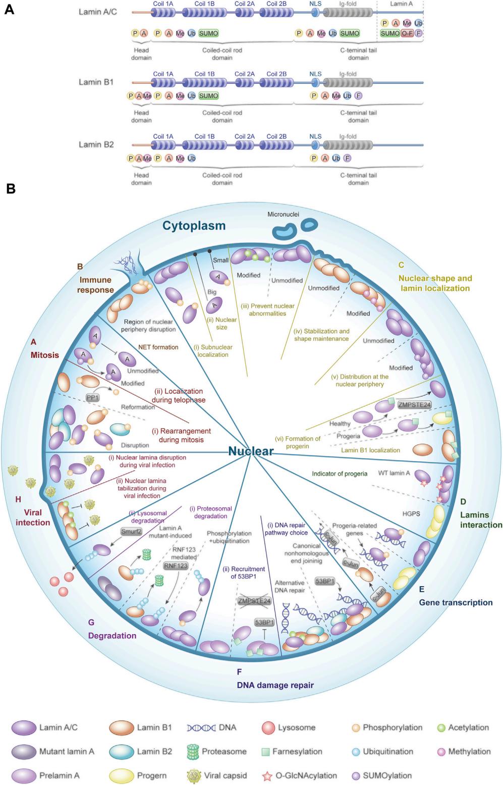 Rabbit single B cell-protein modified antibody development service - iNEWS