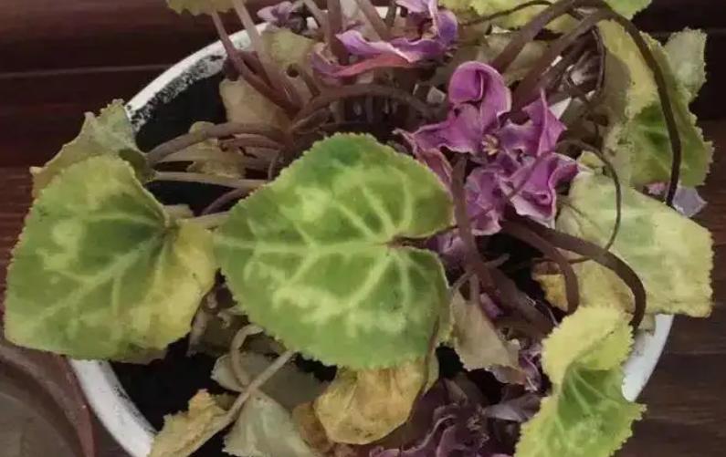 5 kinds of beautiful flowers "recognized as difficult to grow", a ...