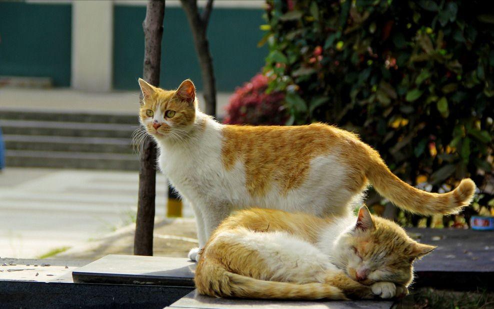 Why do cats "inbreed" with their mothers? Does it have no shame? - iMedia