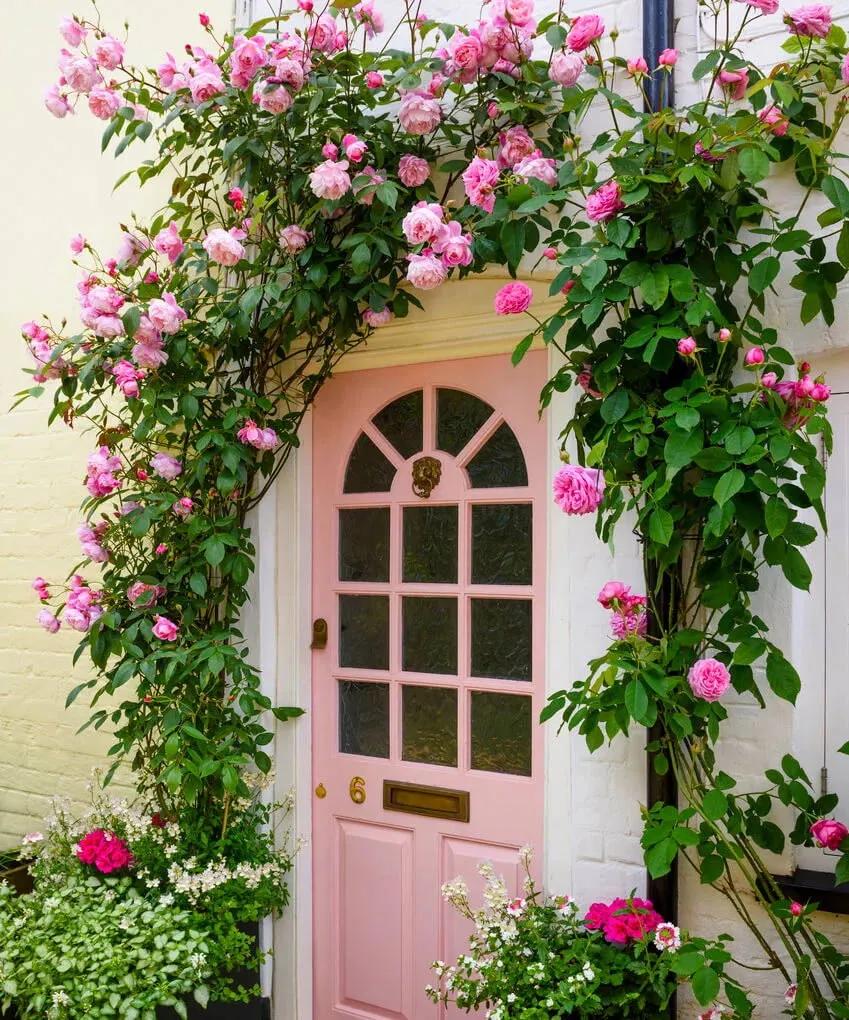 potted vine rose - iNEWS