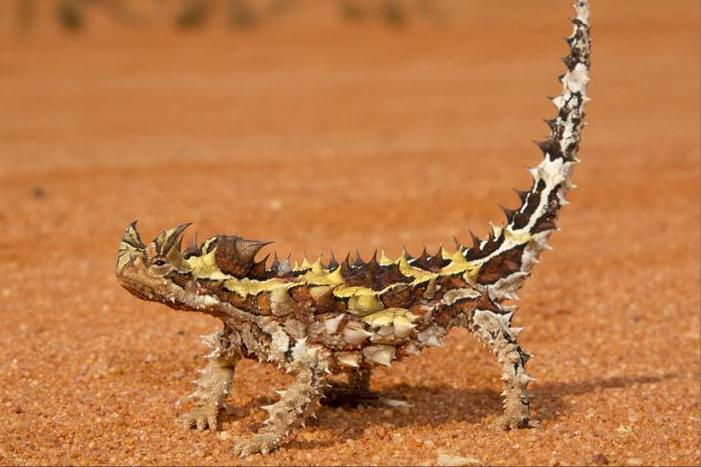 Weird-looking "Australian Devil Lizard"!Covered in armor, it looks like ...