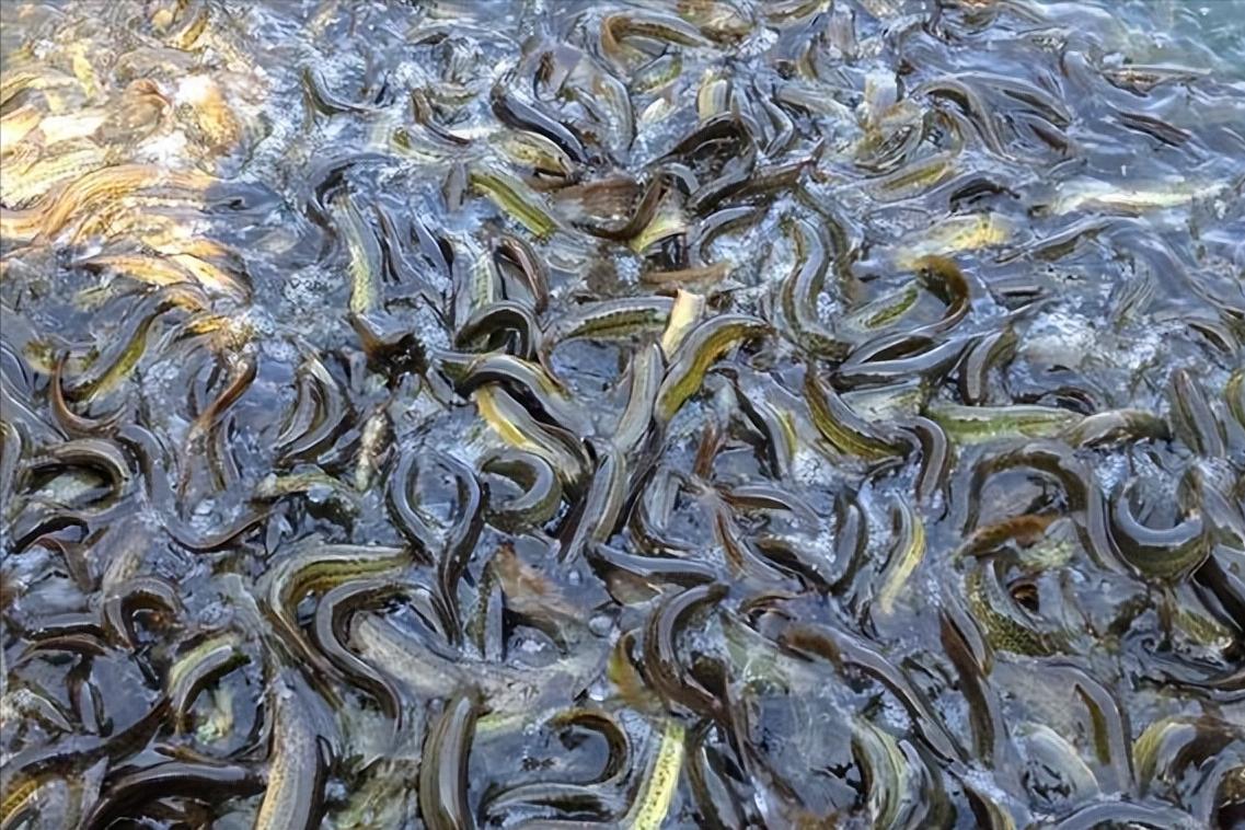 The growth environment of loach and the application of scientific ...