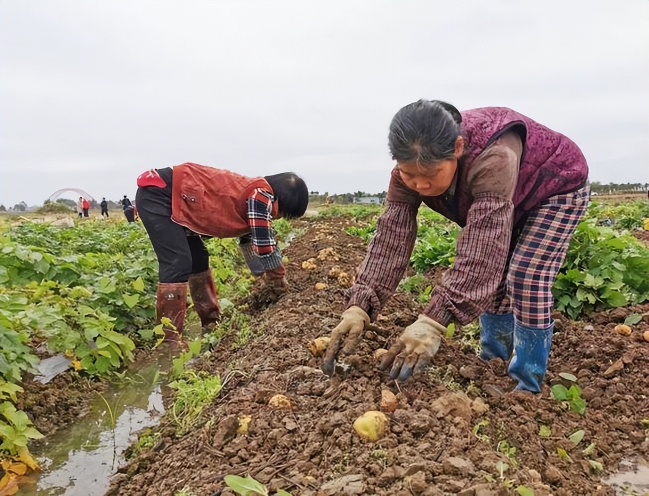 Plant potatoes after the beginning of spring, and cut them like this ...