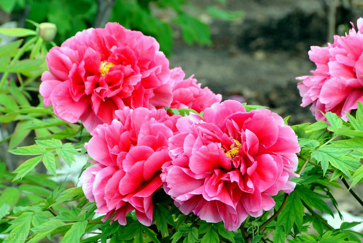 Dwarf peony - iNEWS