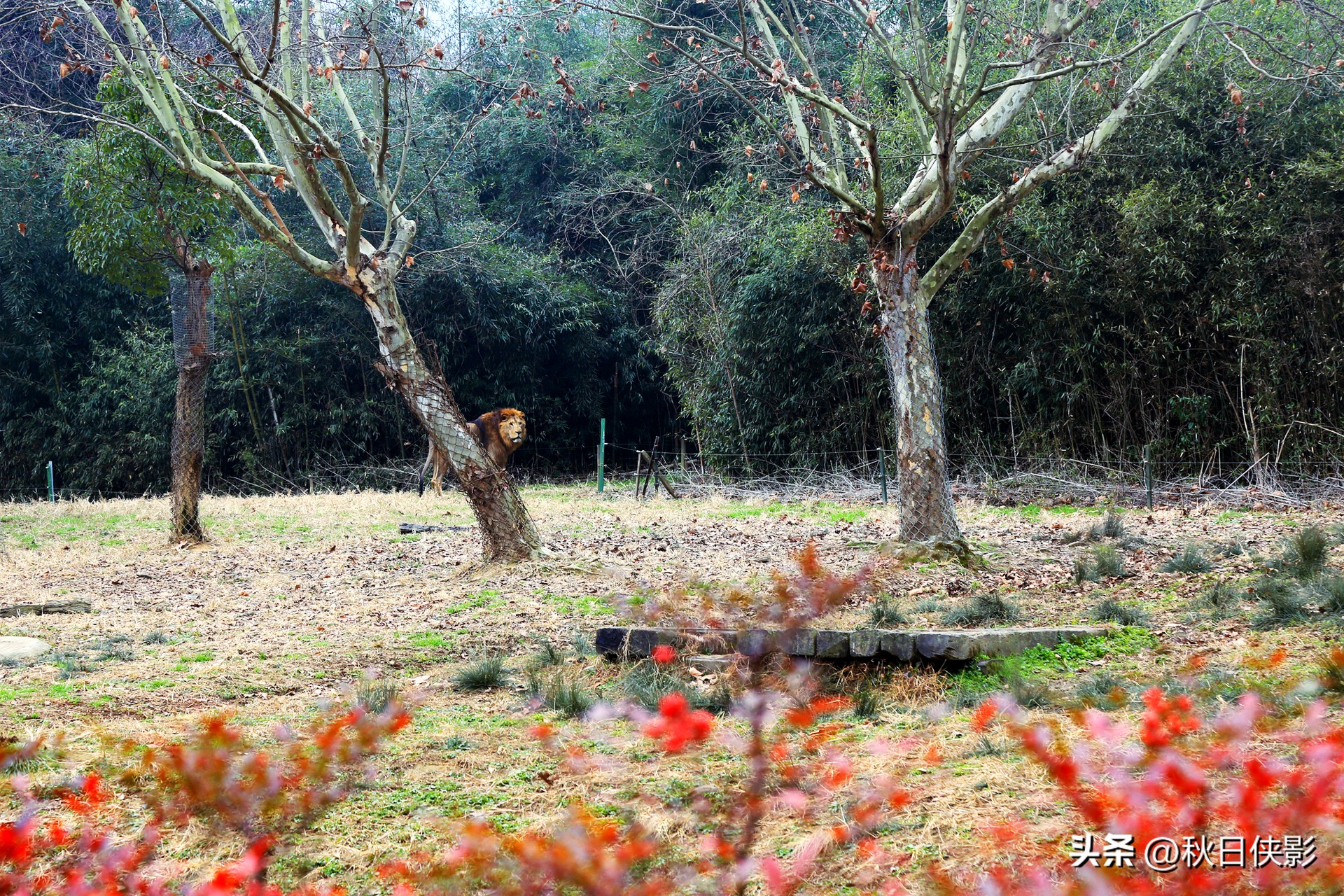 Is it better to drive or walk in Hangzhou Wildlife World? - iNEWS