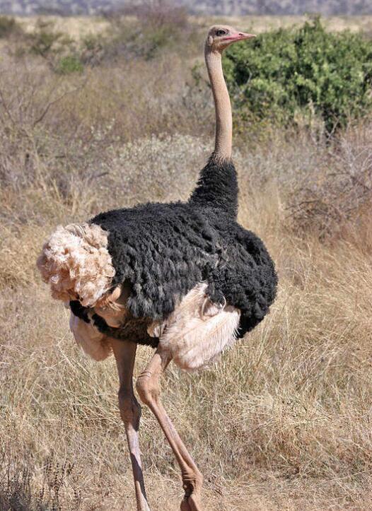 Top 10 polygamous birds, short and fat at the top of the list - iNEWS