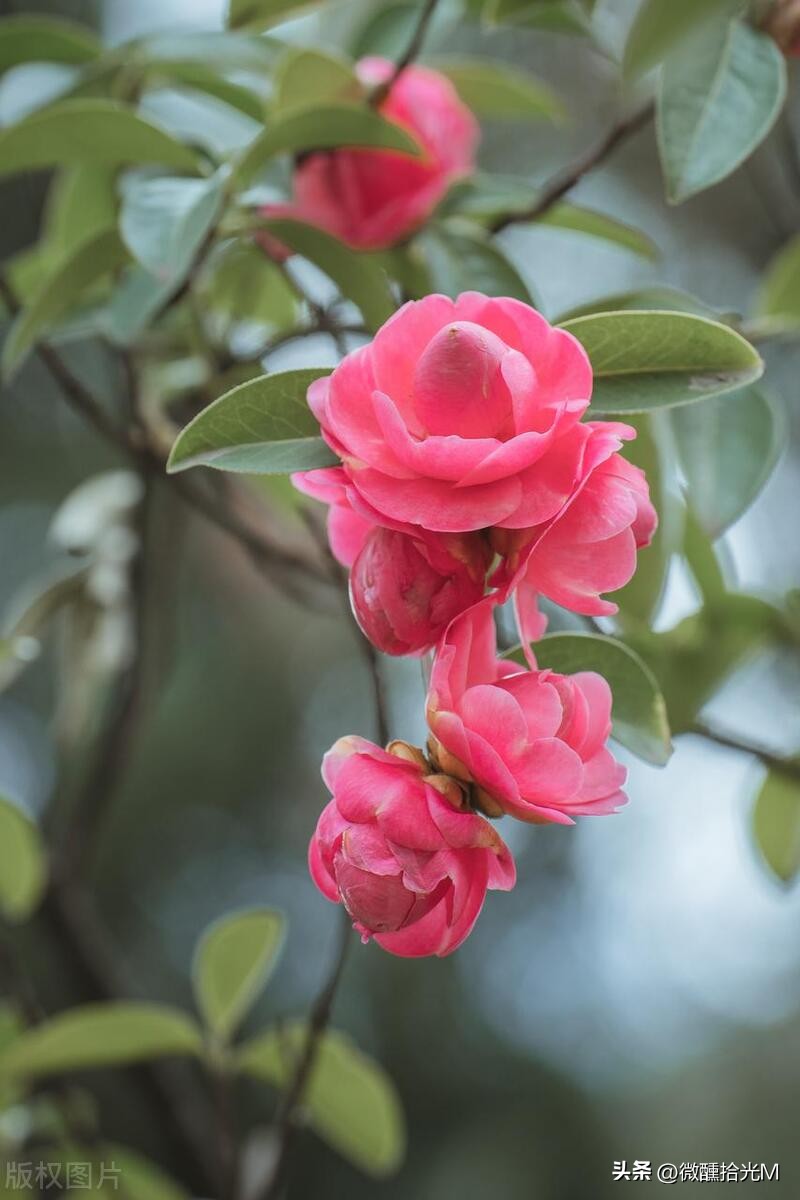 The 5 kinds of rich and noble flowers that are born with "long life ...