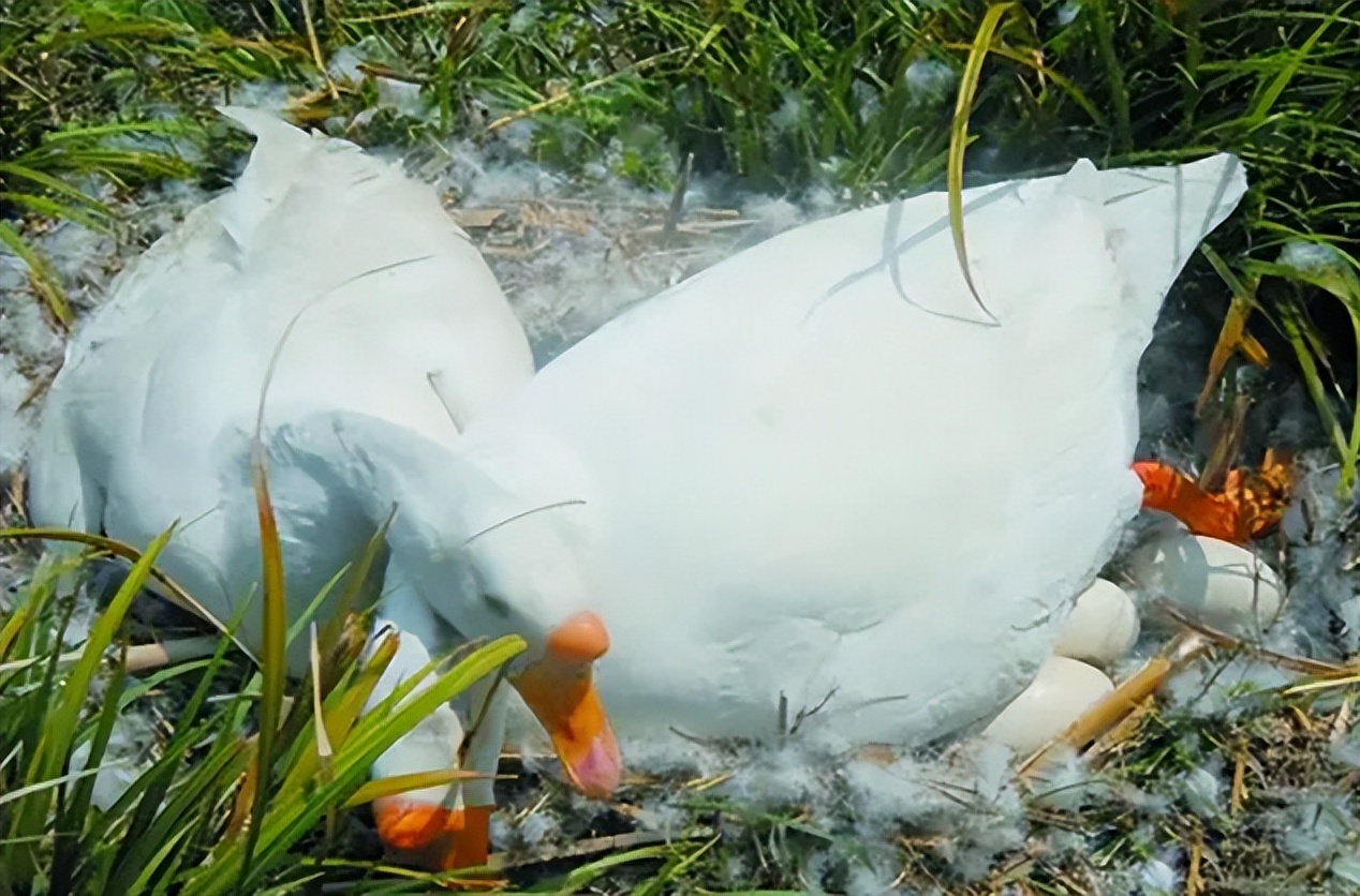 Poultry doctor meditates on how to solve goose egg plague and how to ...