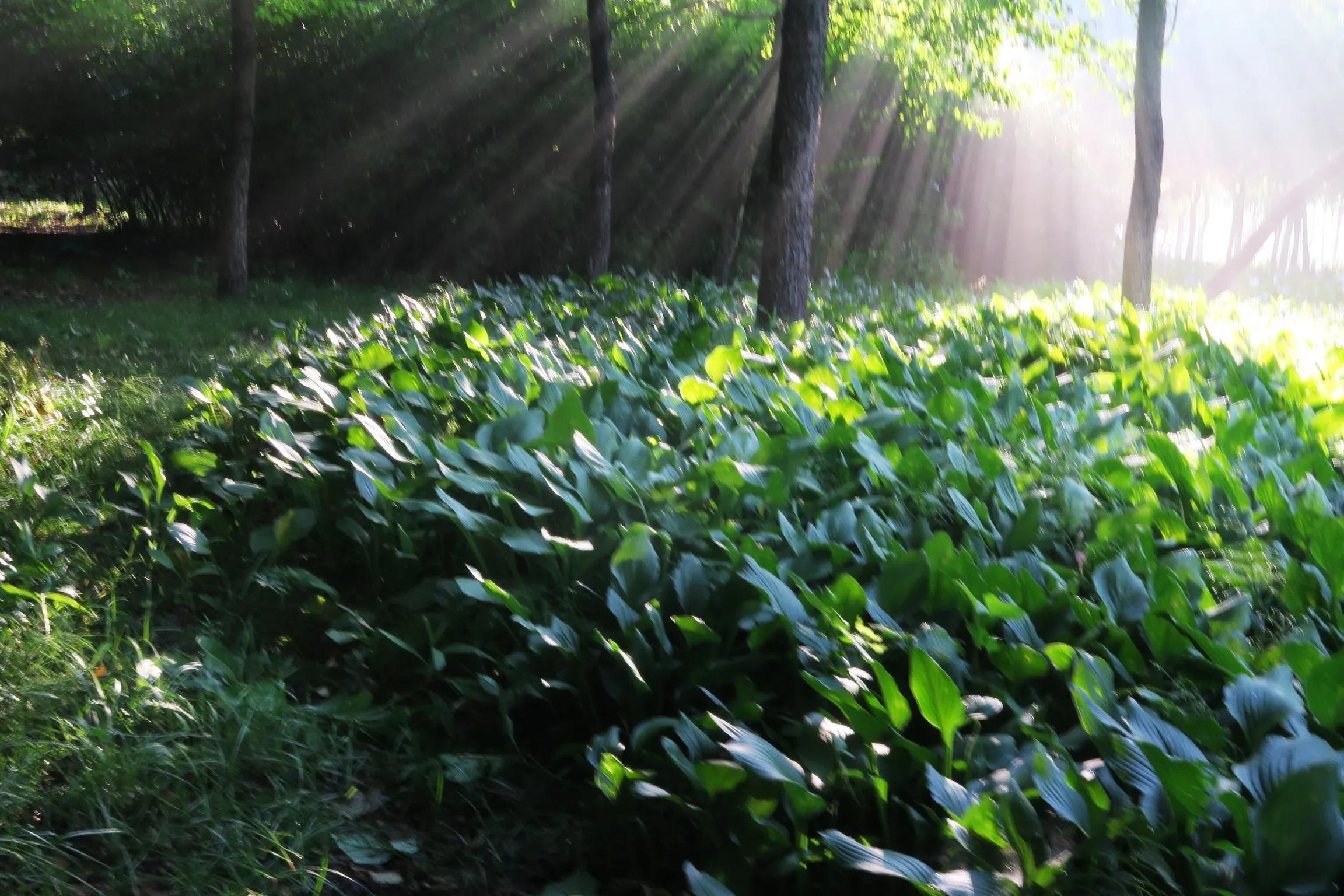 Light Waterfall Suburban Forest Falls Dust - iNEWS