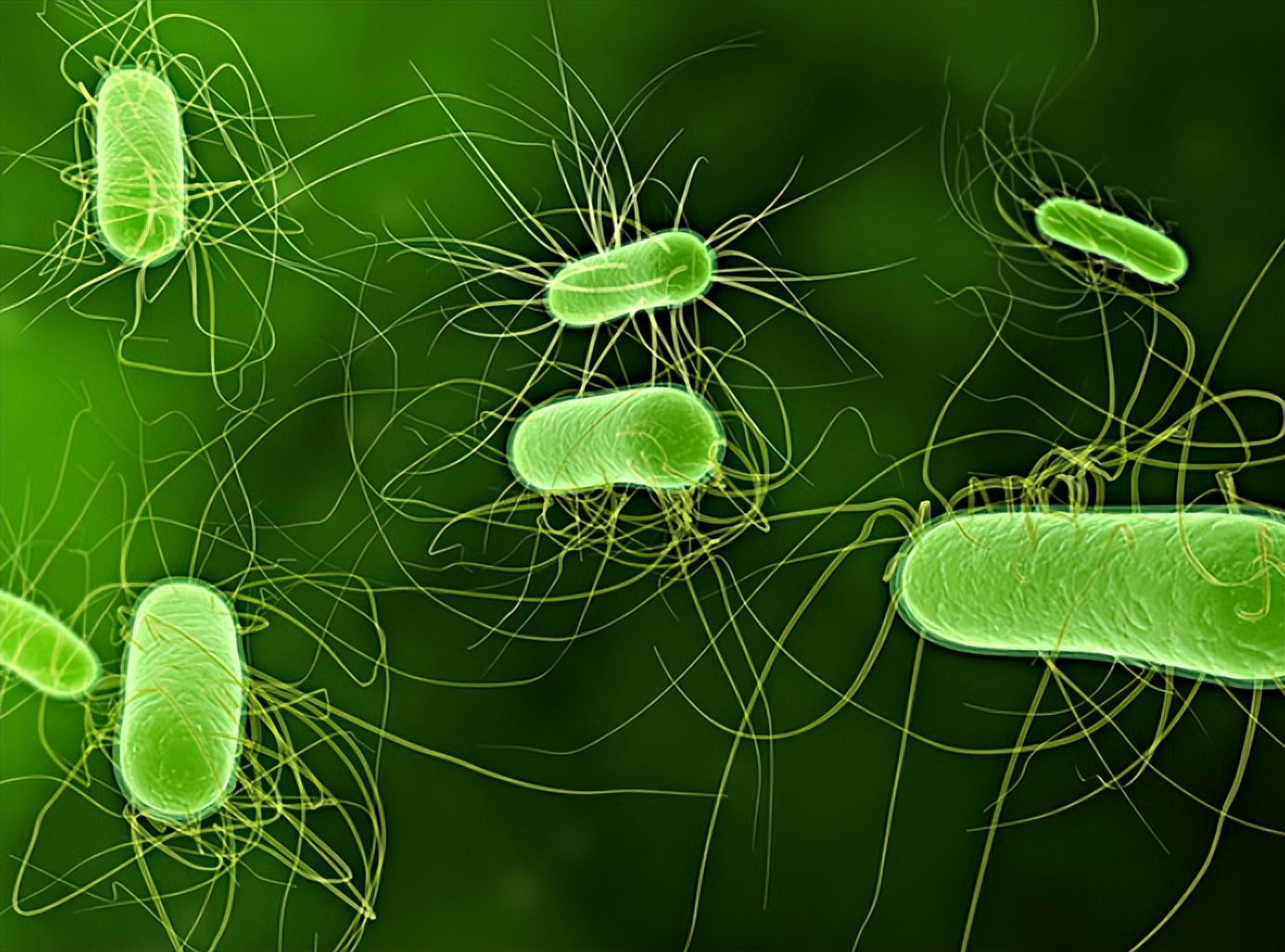 How do sulfur-oxidizing bacteria promote key nutrient uptake by plant ...