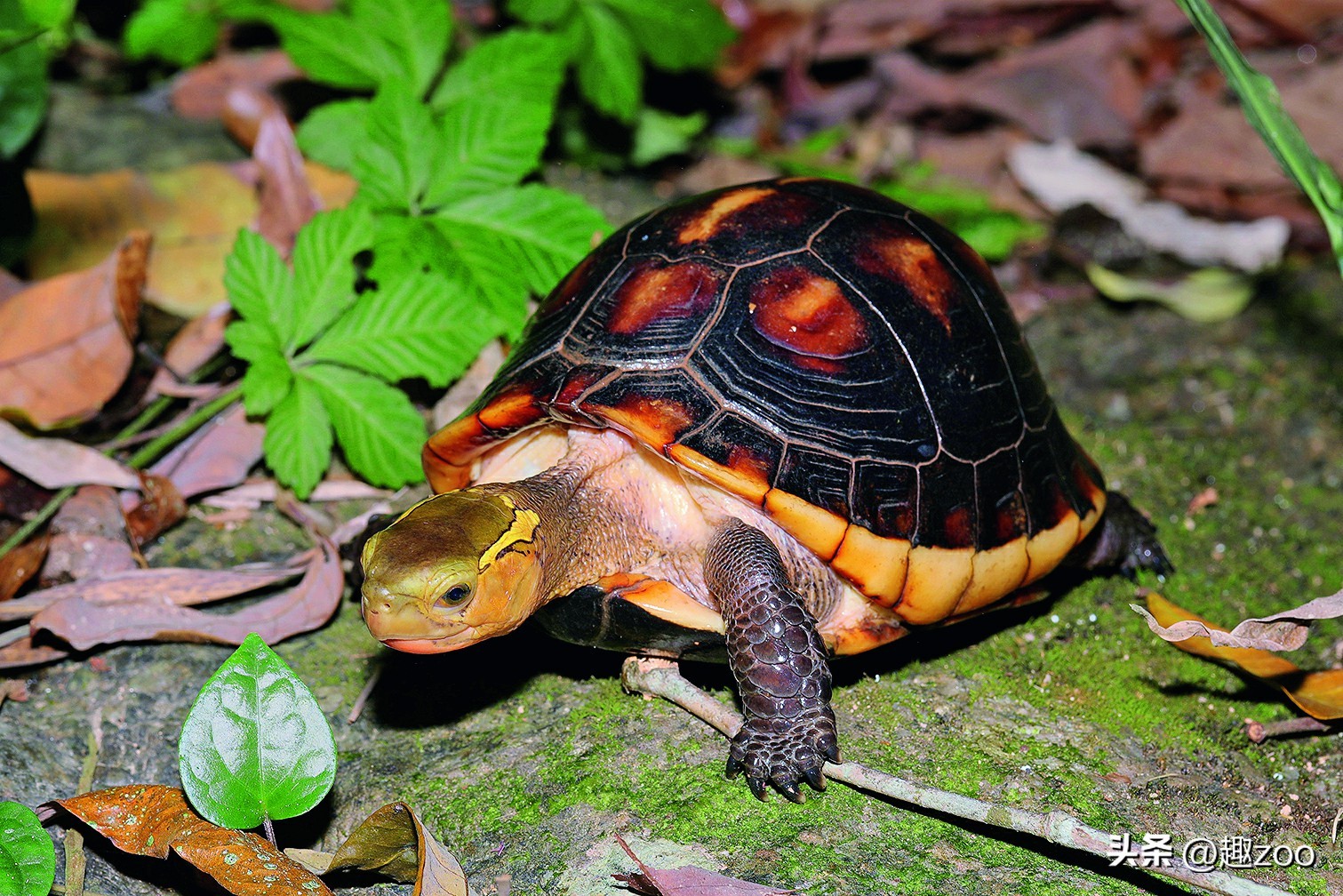 Top 10 most beautiful turtles in the world - iMedia