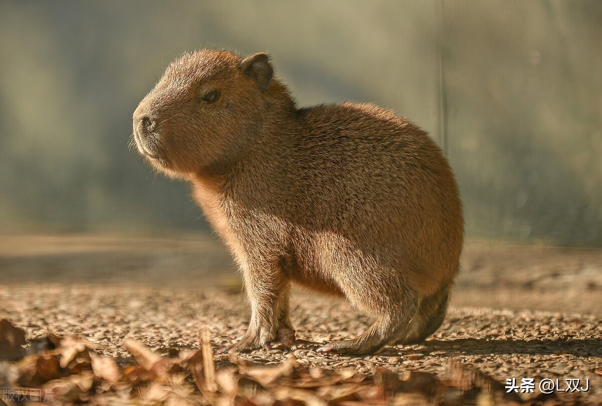 Capybaras can live in harmony with other animals - iNEWS
