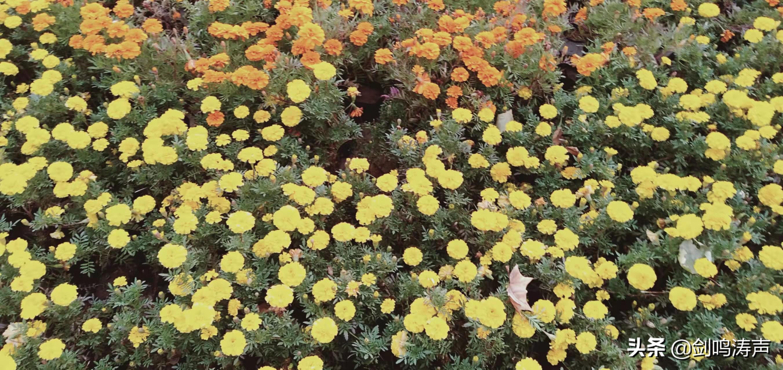 Old Du, are you out of skill? - iNEWS