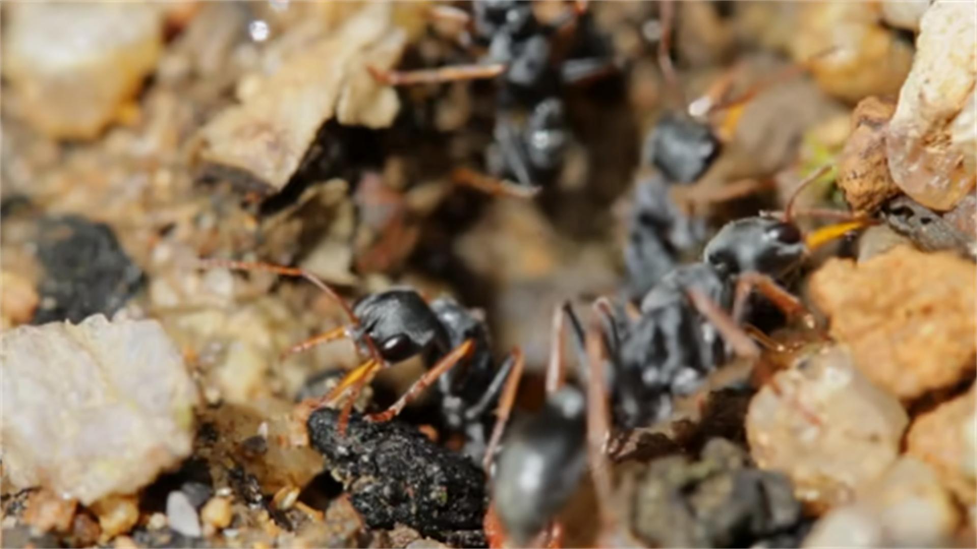 Top 10 Coolest Bugs in the World - iNEWS