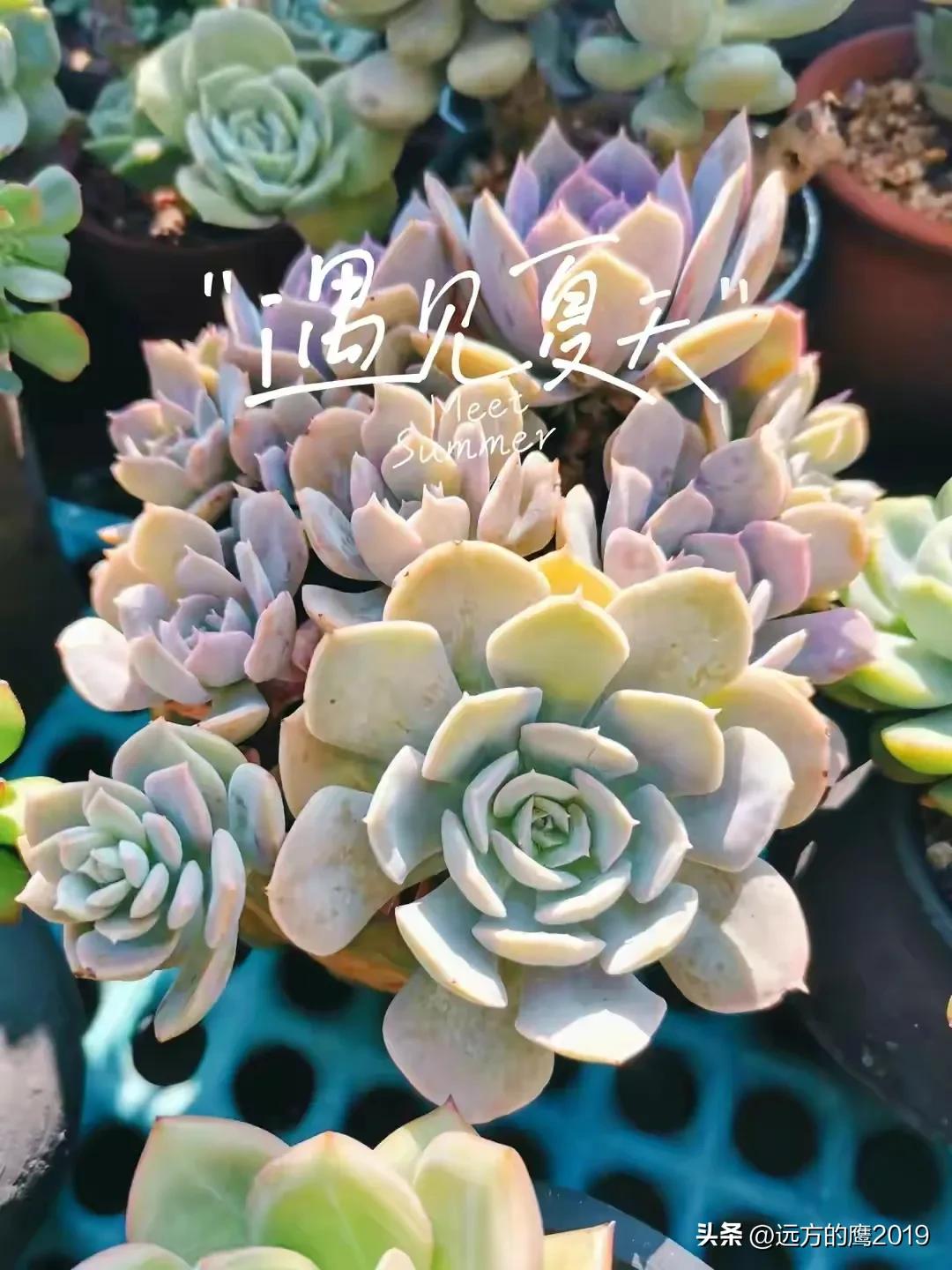 Enter the succulent kingdom and enjoy the infinite excitement of the ...