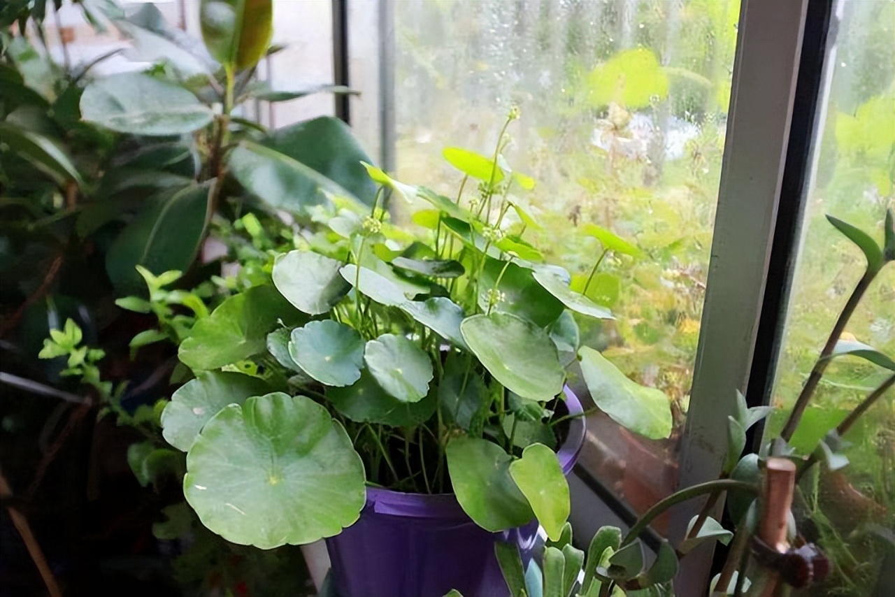 Want to raise the "beauty" of copper coin grass?The formula is "1 more ...