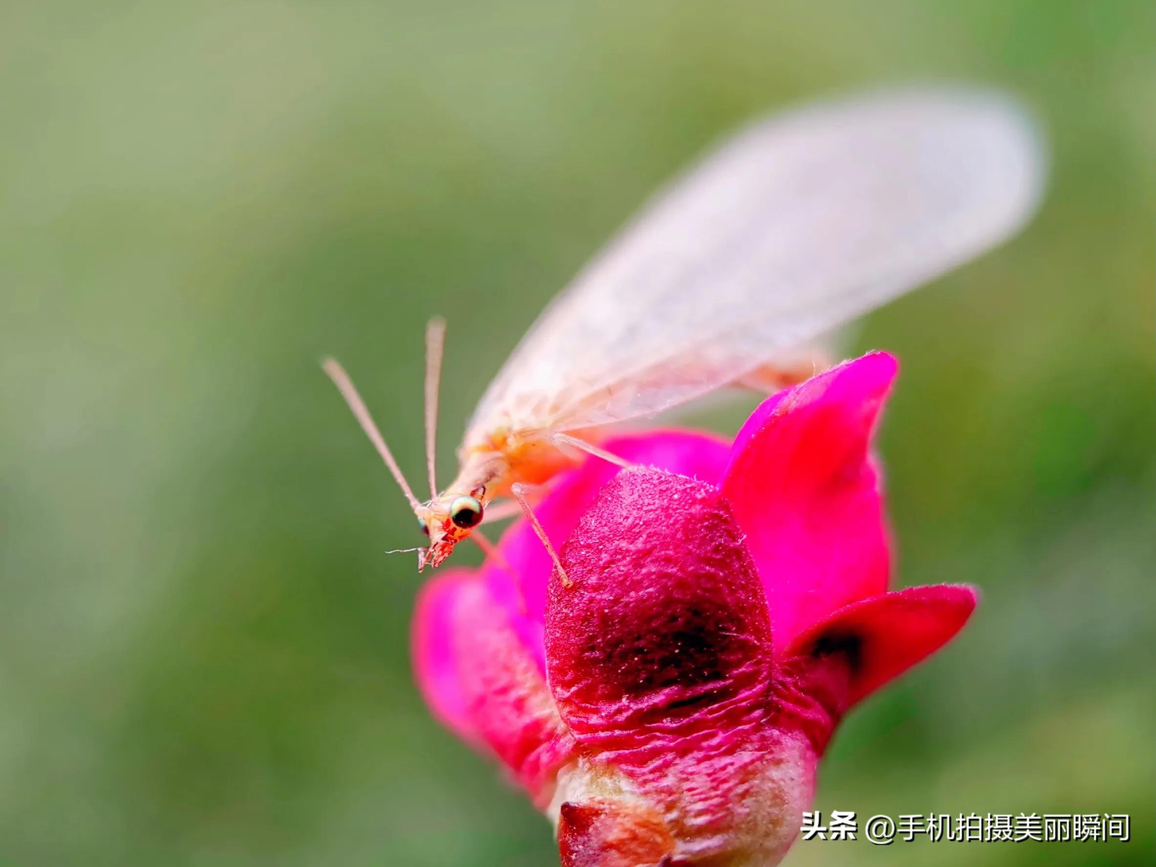 Tips for taking macro photos of insects with mobile phones - iMedia