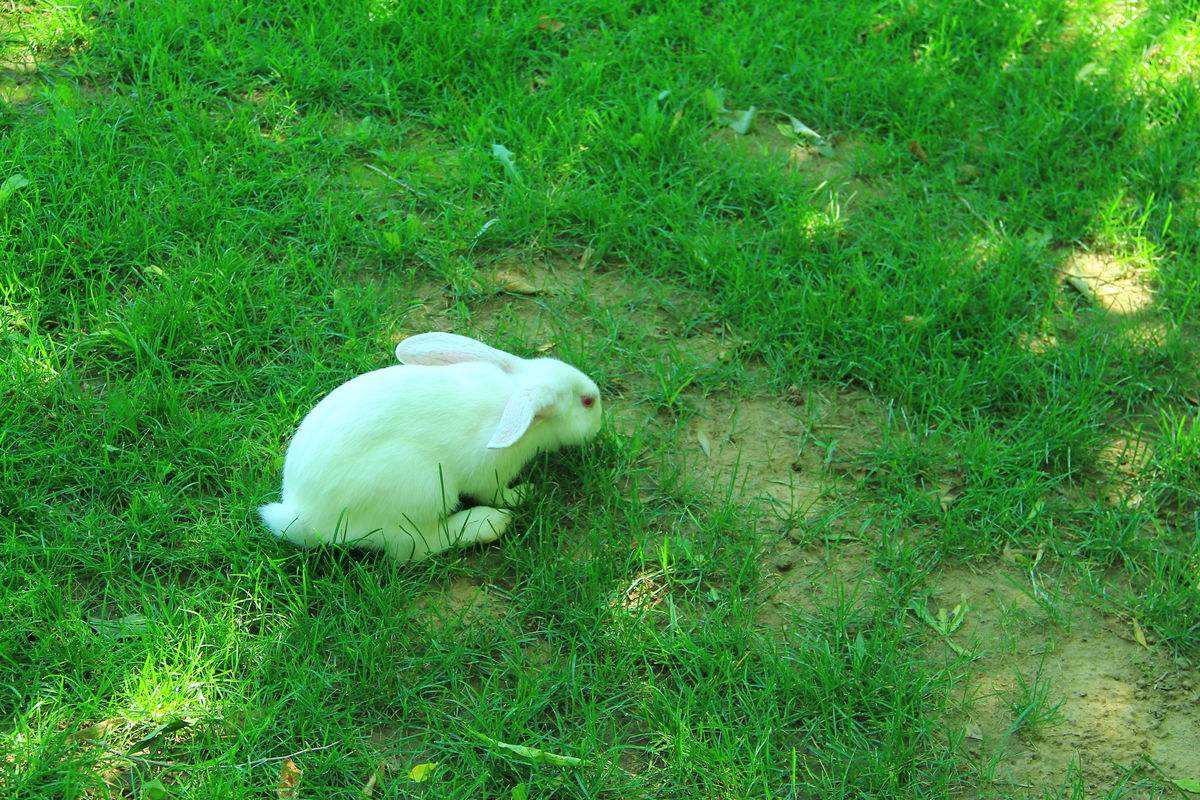 The first couplet of talented women: Rabbits don't eat grass by the ...